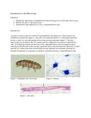 Understanding Microscopes Magnification And Resolving Power Course Hero