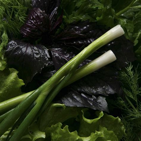 Nutrient Density Index Andi