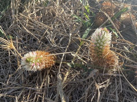Is This Some Type Of Clover Found Under A Pear Tree In Grazing Paddock Albury There Is Sub