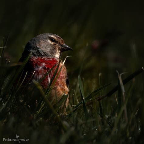 Blutrot Foto And Bild Tiere Wildlife Wild Lebende Vögel Bilder Auf Fotocommunity
