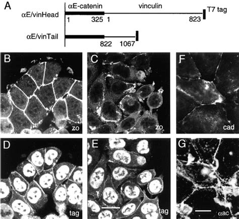 An αe Cateninvinculin Chimeric Protein Can Redistribute Zo 1 A Download Scientific Diagram