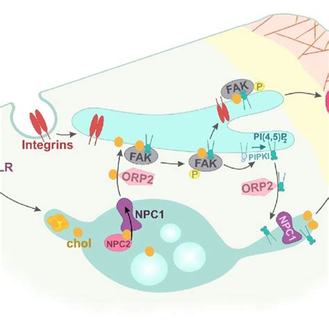 Schematic Of Ldl Cholesterol Delivery To The Pm Download Scientific