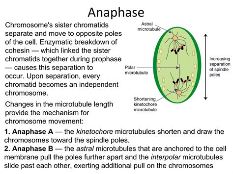 Cell Divisioncell Cycle Dna Duplication Ppt