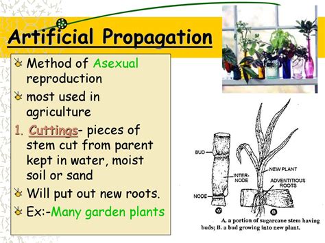 Asexual Reproduction In Plants Headings Vocabulary Important Info Ppt Download Asexual Reproduction In Plants Headings Vocabulary Important Info Ppt Download