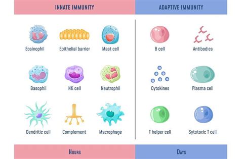 Adaptive Immune System Cells Innate Artofit