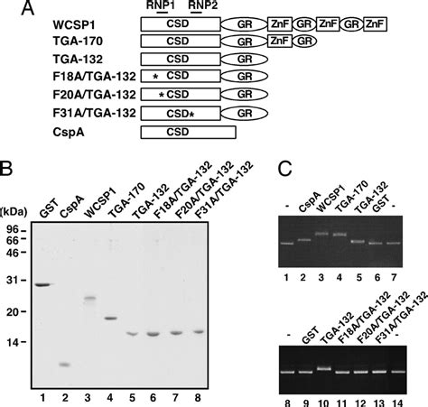 Recombinant Protein Purification And Ssdna Binding Activity Of Wcsp1 Download Scientific