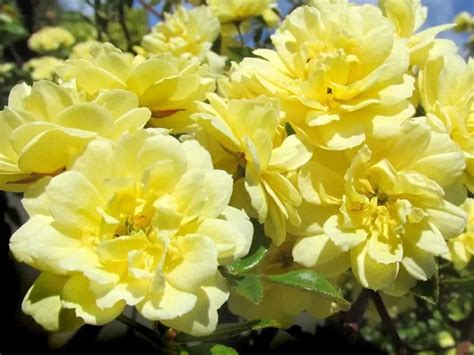 The Lady Banks Rose All About Roses