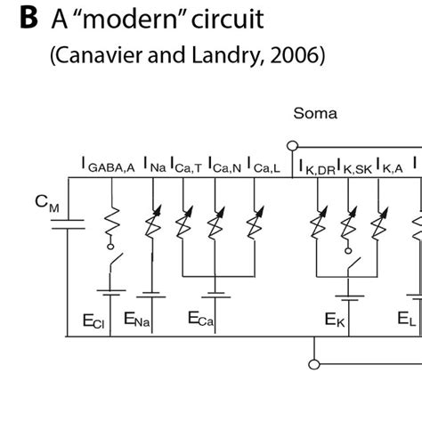 examples of neuronal circuits a electrical circuit of the hodgkin