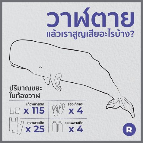 Refill Station ปั๊มน้ำยา วาฬตายแล้วเราสูญเสียอะไรบ้าง หลายคนอาจจะสลดใจกับการตายของวาฬสเปิร์ม