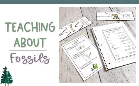 Teaching Fossils In K 2 The Tahoe Teacher