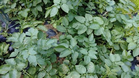 감자 재배 키우기 팁 심는시기 싹난감자 모종 심기 심는방법 순치기 꽃따기 추비 감자잎 수확시기 네이버 블로그