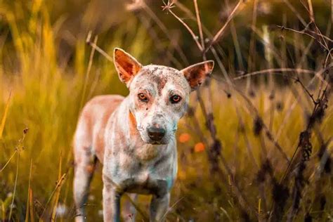 Best Caring Tips For Your Pooch In Winter Cockapoo Hq