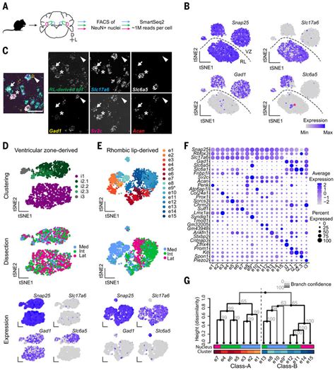 Mouse Cerebellar Nuclei Cell Types A Workflow Of Snrnaseq The Three