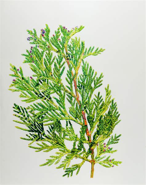Indigenous Medicinal Plant Drawing Series Christine Kirouac