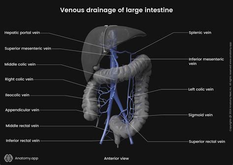 Rectum Encyclopedia Anatomyapp Learn Anatomy 3d Models