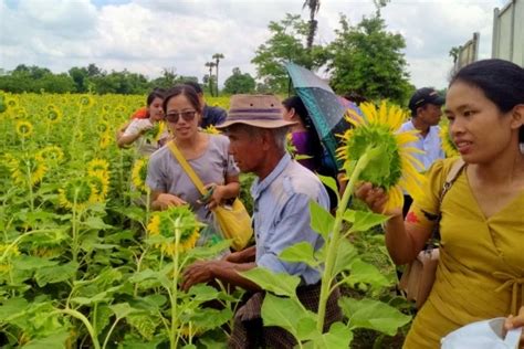 ကျောက်ဆည်မြို့နယ်တွင် ရေဆင်း ၁ စပ်မျိုးနေကြာ မျိုးစေ့ထုတ်စိုက်ခင်းများ