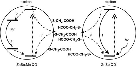 Scheme Of Radiative And Non Radiative Relaxation Processes In Mn Doped