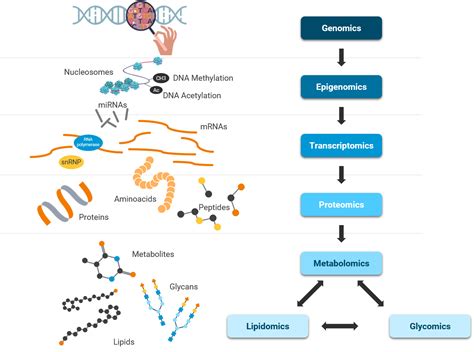 Streamlining Randd With Standardized Omics Data Analysis Workflows Osthus