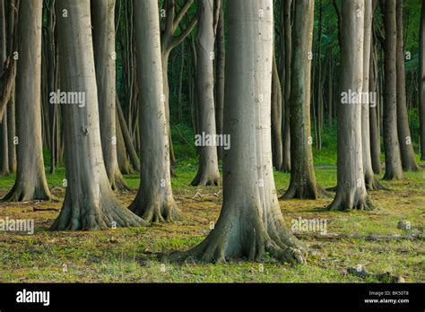 Beech Trees Nienhagen Bad Doberan Western Pomerania Mecklenburg