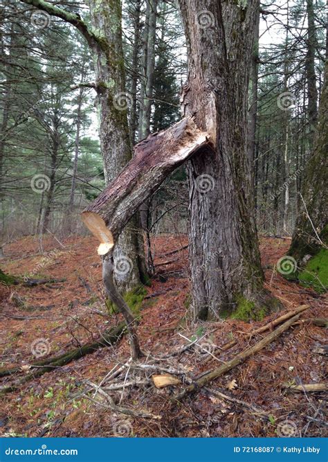 Tree Limb Falling Down Stock Image Image Of Tree Side 72168087
