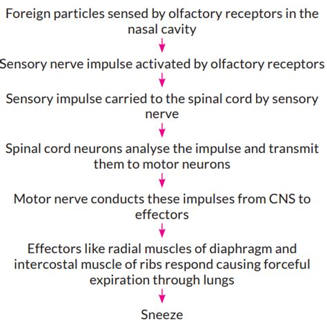 A Define Reflex Arc Draw A Flow Chart Showing The Sequence Of Events Which Occur During