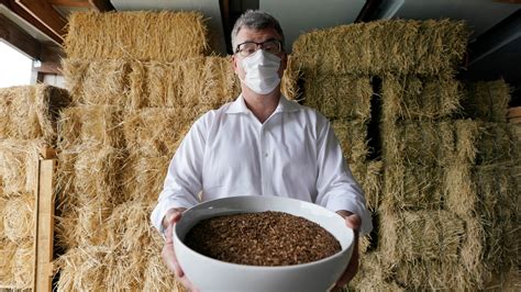 What Is Human Composting Illinois Considers Legalizing Natural