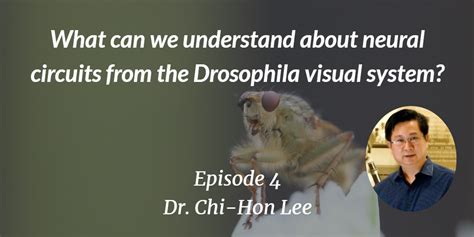 What Can We Understand About Neural Circuits From The Drosophila Visual System Research Stash