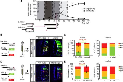 shh activity promotes the self expanding mode of division in the neural