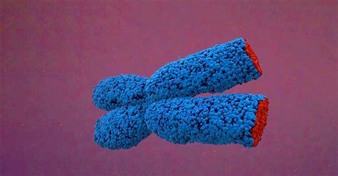 Short Telomere Syndromes Cmri