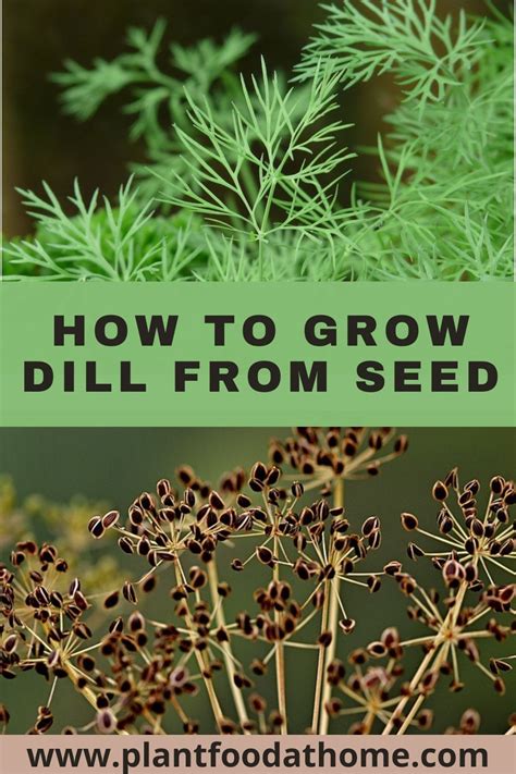 How To Grow Dill For An Abundant Harvest From Your Edible Garden How