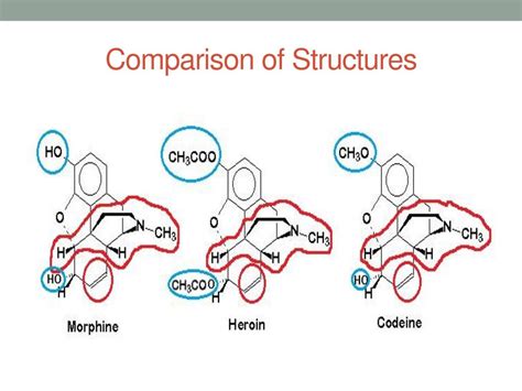 Life Via Macromolecule Function The Importance Of Functional Groups
