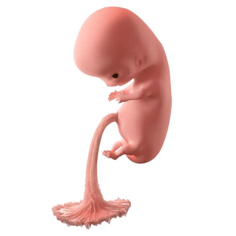 Aborted Human Fetus