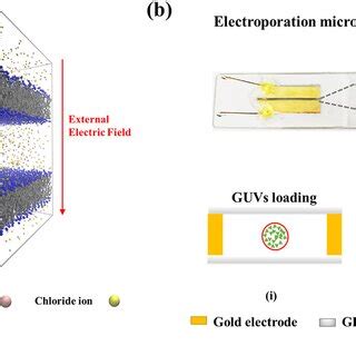 Simulation Model And Experimental Microchip A Schematic Diagram Of Download Scientific