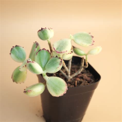 Cotyledon ladismithiensis f. variegata - Succs On Tap