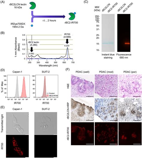 Lectin‐based Phototherapy Targeting Cell Surface Glycans For Pancreatic Cancer Pmc