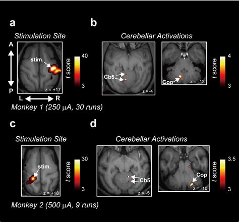 Figure 1 From Fmri Activity In The Macaque Cerebellum Evoked By