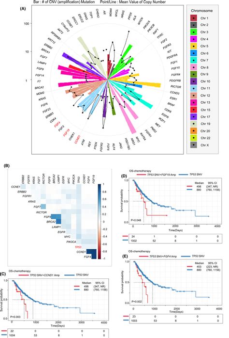 Copy Number Variants In Patients With Tp53 Mutations And Their Effect Download Scientific