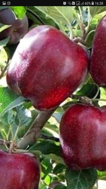 Продам Яблоки чернқй кримсон чистый привезенные из Бахмала в Ташкент ...