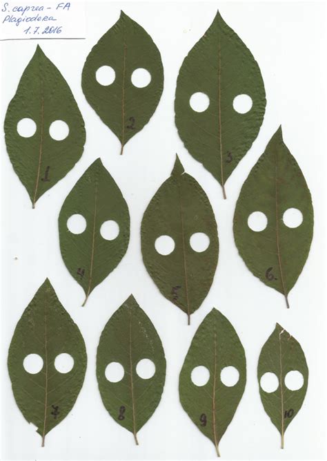 Fluctuating Asymmetry Of Plants And Insects Mikhail V Kozlov