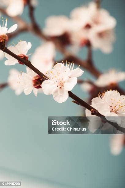 봄 꽃 피는 복사 공간 개화 하는 꽃 나무 가지를 닫습니다 회색 파란색 배경에 고립 3월에 대한 스톡 사진 및 기타 이미지 3월 4월 Nowruz Istock