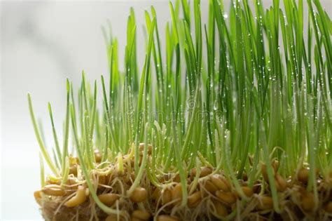 Microgreens Of Sprouted Wheat With A Root System Macro Photo Stock