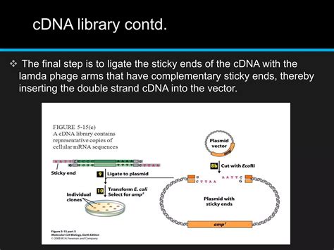 Recombinant Dna Ppt