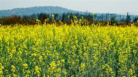 Trichoderma Harzianum A Fungicide That Also Helps Plants Grow