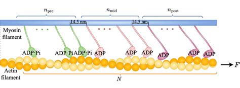 Schematic Of N Myosin Ii Motors Interacting With Actin Filaments The