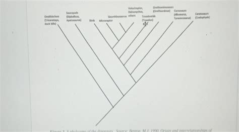 Solved Monophyletic Group On Tree