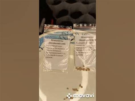 УНИКАЛЬНЫЙ ТОМАТ КЕЧКЕМЕТИ. ПОСАДКА ТОМАТА НА РАССАДУ. ОГОРОД НА КУБАНИ ...