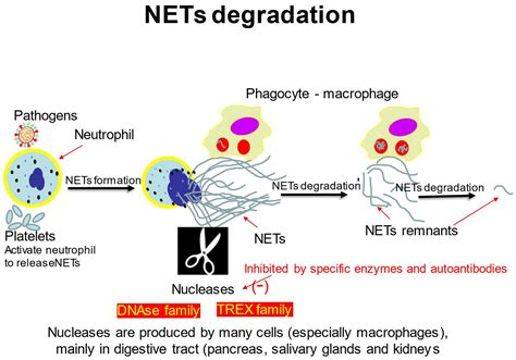 Strategies For Extracellular Digestion Of Complex