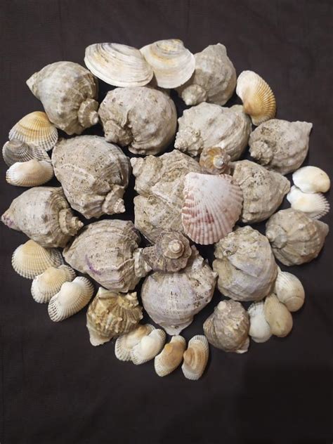 Мушлі морські — ціна 100 грн у каталозі Декоративні елементи Купити