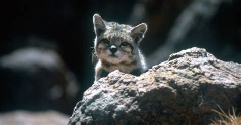 A New Species Of Cat Has Emerged In The Andes
