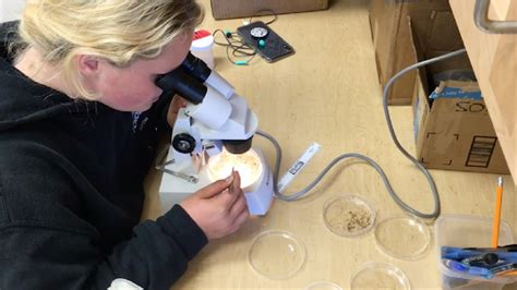 A Student Intern Uses A Microscope To Identify Zooplankton Species And